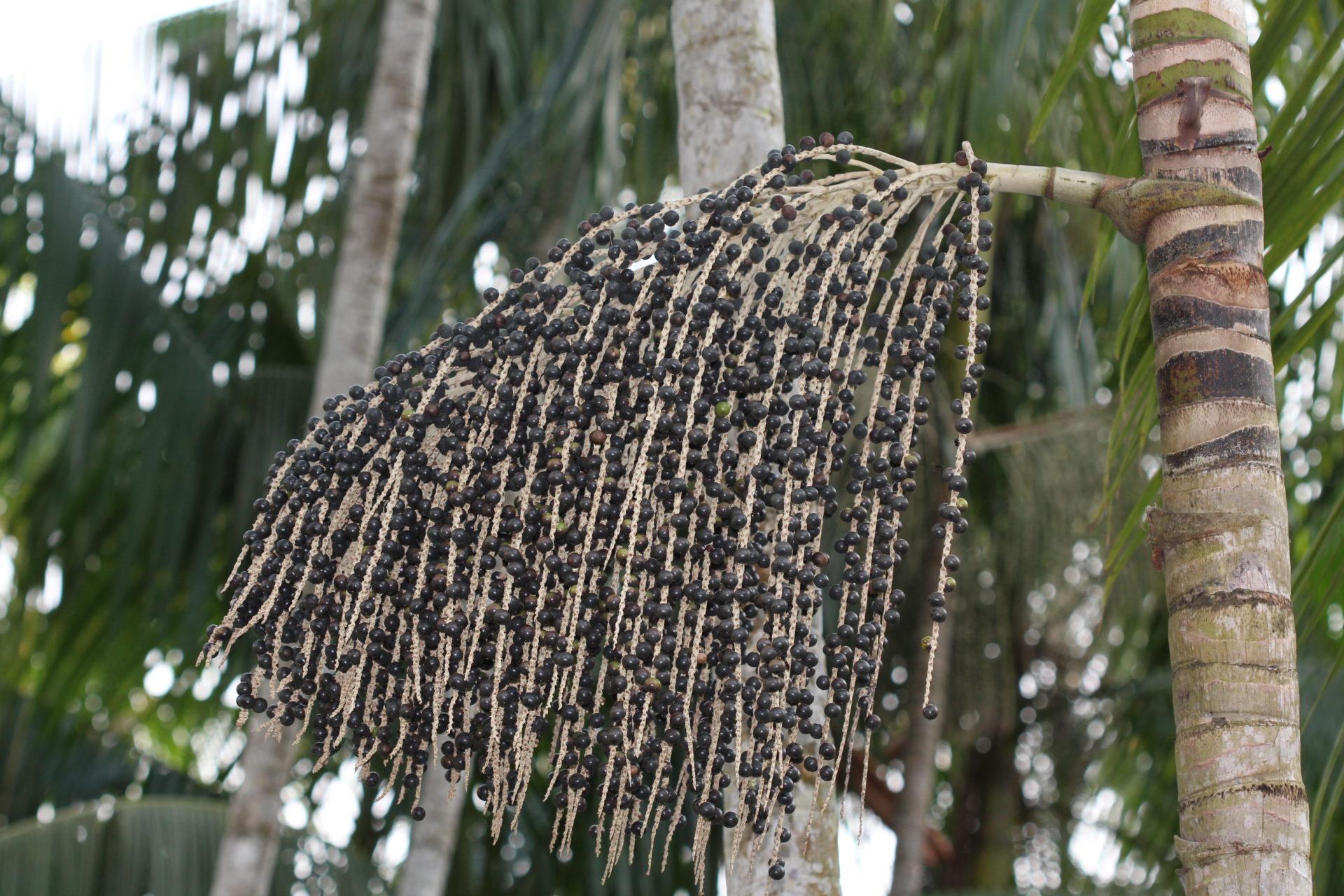 Produção de açaí é 25% maior em floresta - BPBES