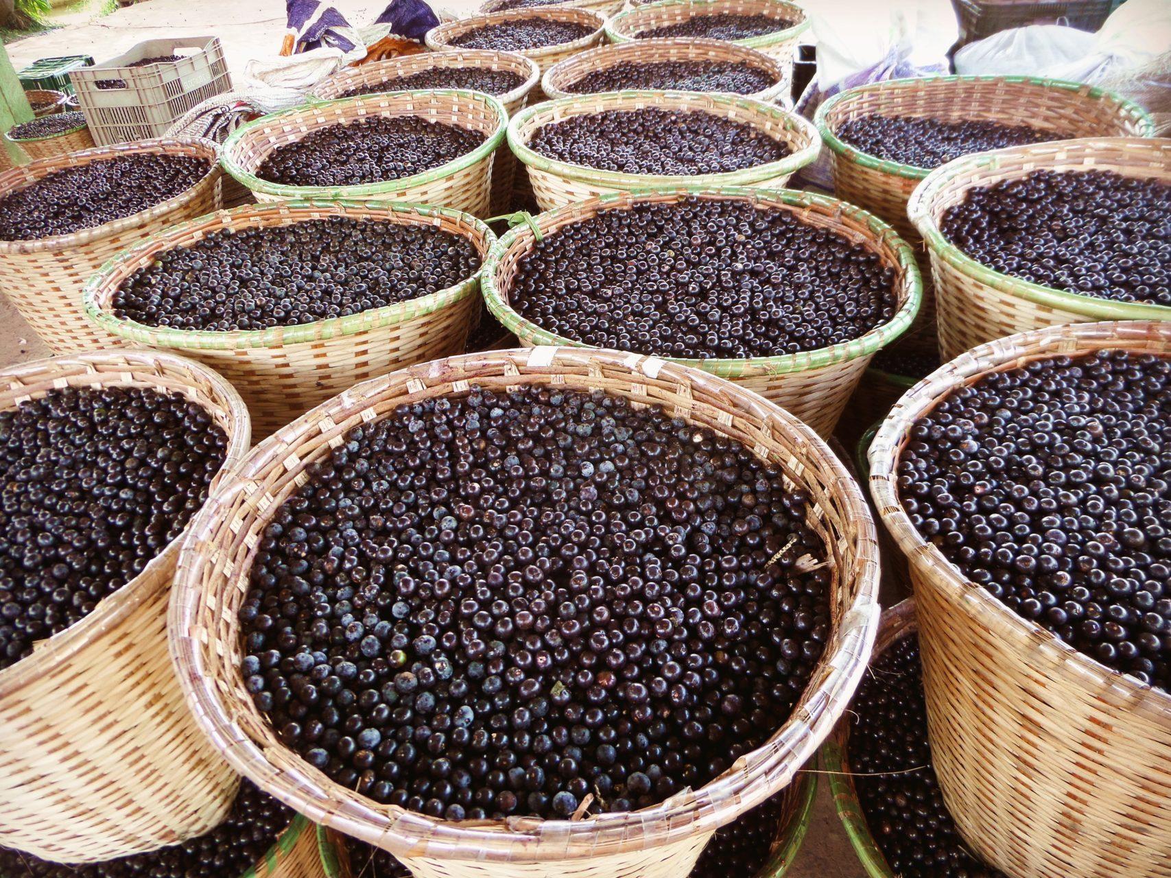 Produção de açaí é 25% maior em floresta - BPBES